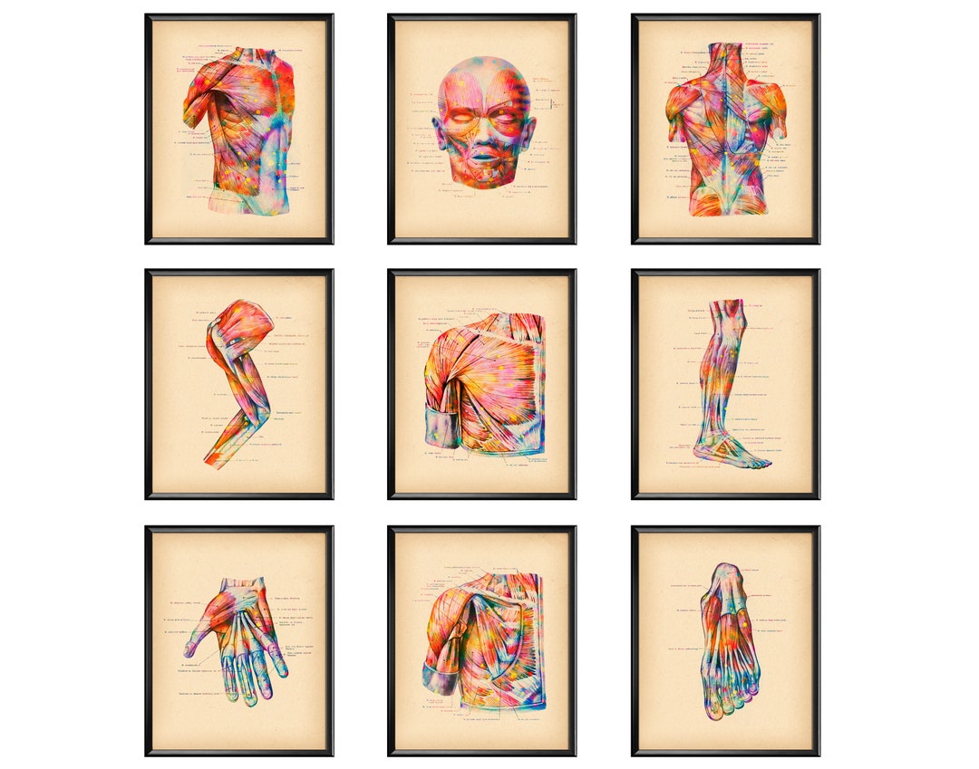 9 Human Anatomy and Physiology Artwork Watercolor Muscular System Art ...