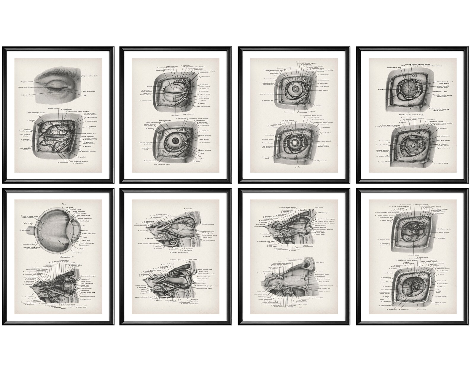 8 Human Eye Anatomy Labeled Diagram Set Vintage Medical Art ...