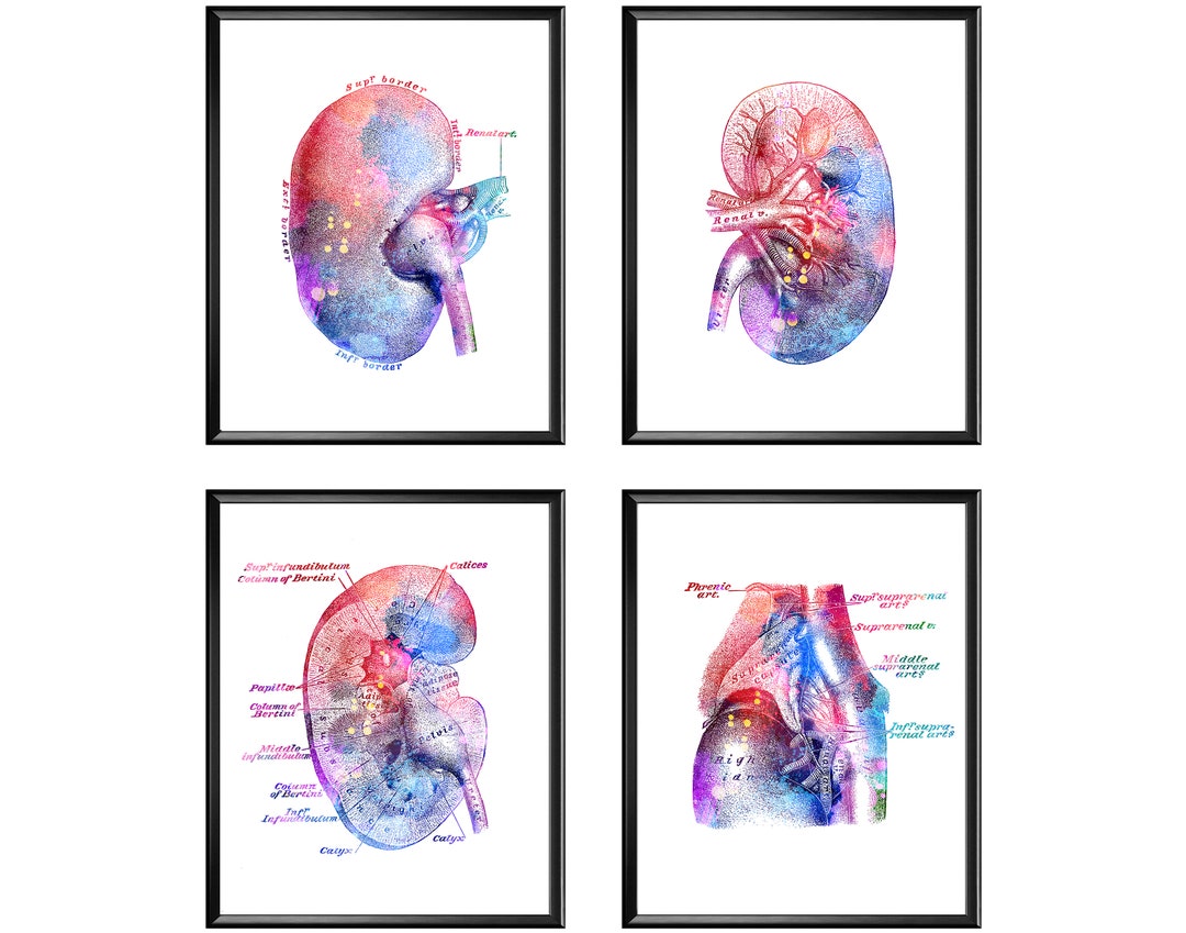 4 Nephrology Art Kidney Anatomy Poster Physiology Artwork Medical Wall ...