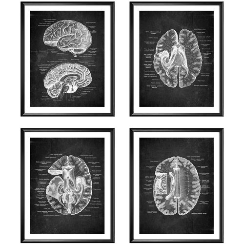 12 Anatomical Brain Posters Neurology Art Medical Decor Human - Etsy