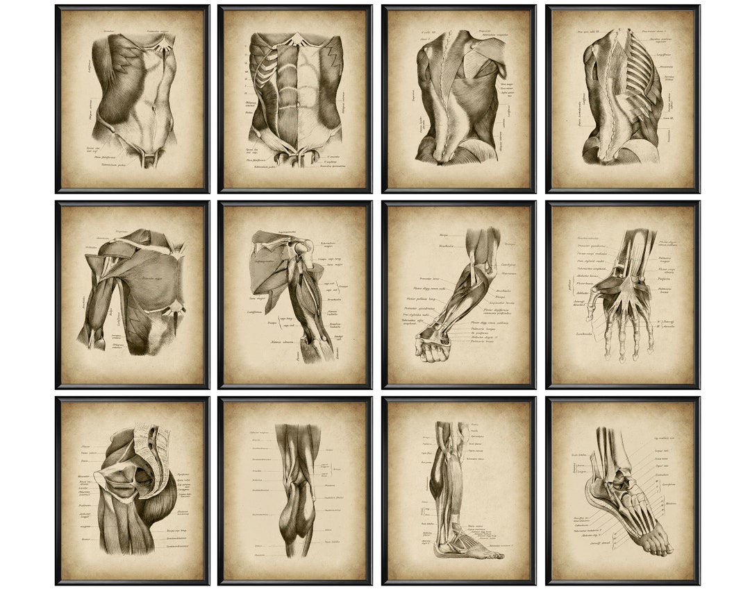 12 Anatomical Drawings of the Human Body Vintage Anatomy Poster Medical ...