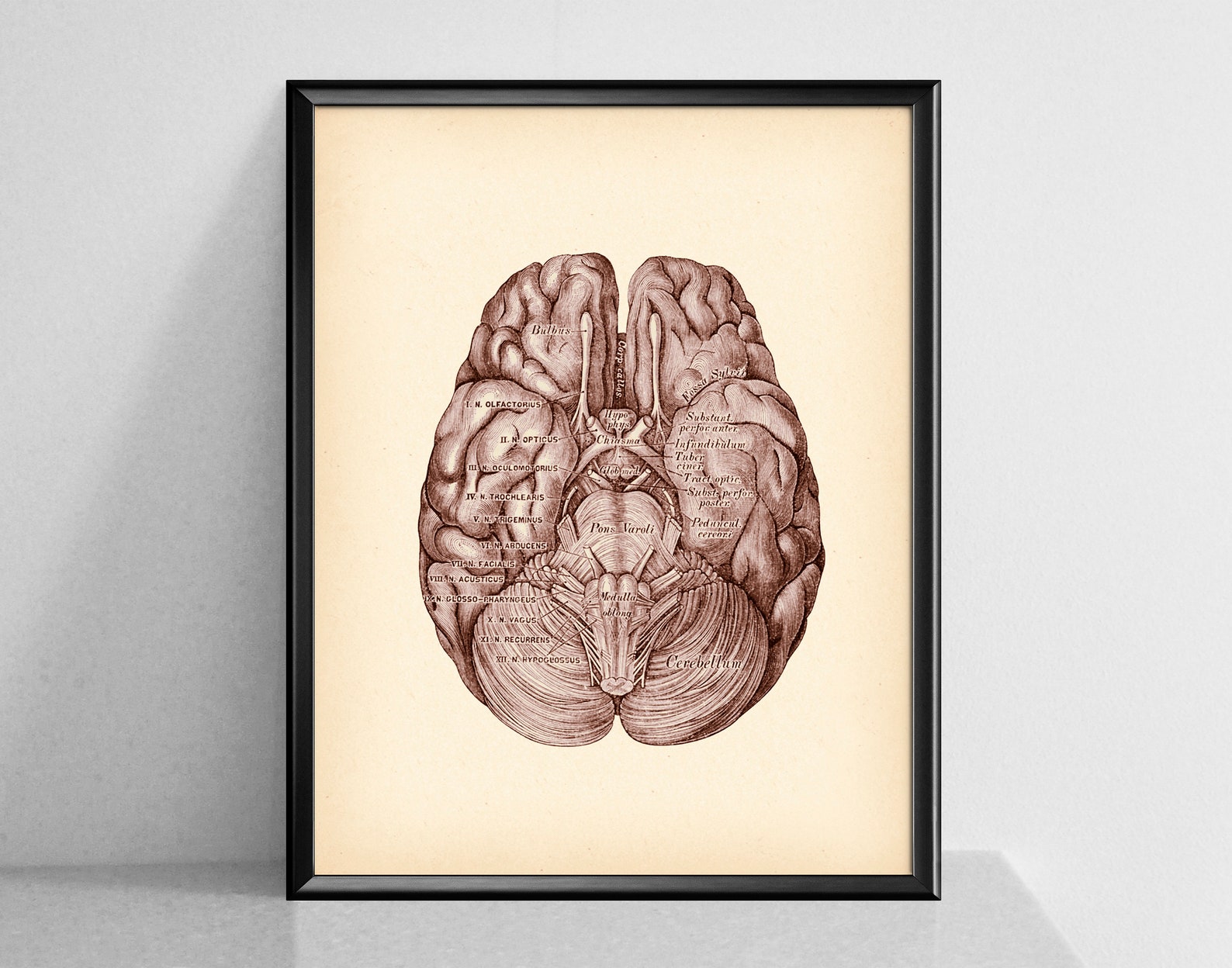 Antique Neurology Art Human Brain Anatomy Medical Art | Etsy