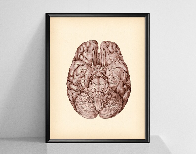 Antique Neurology Art Human Brain Anatomy Medical Art | Etsy