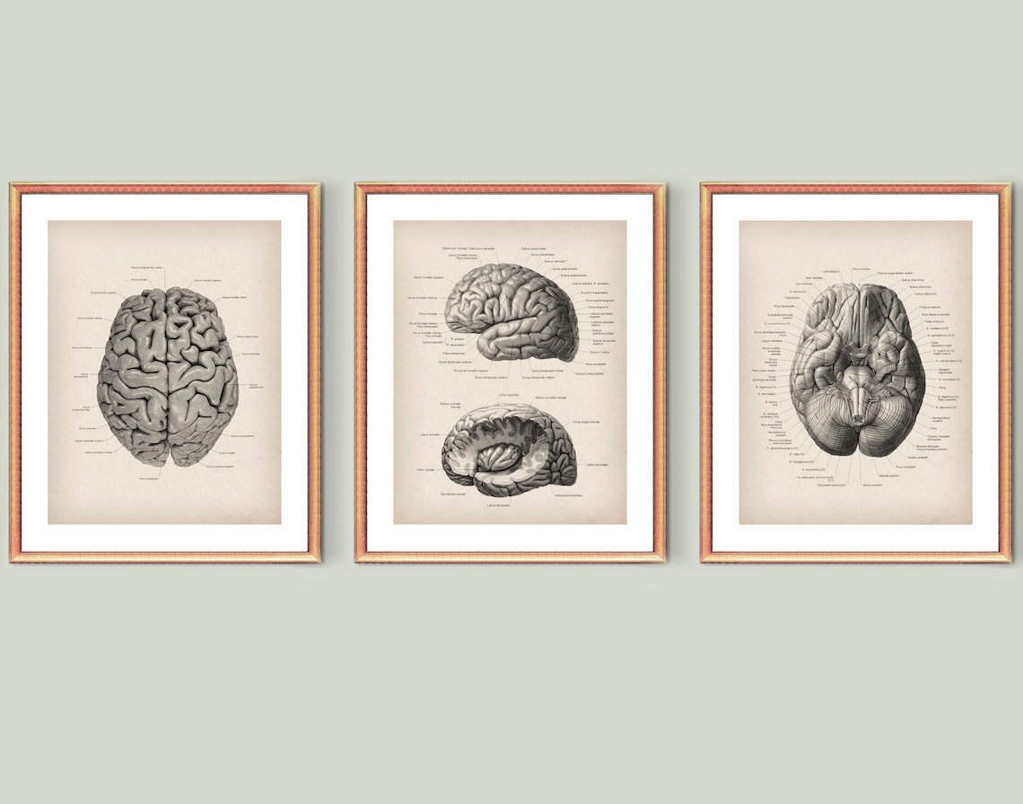 Human Anatomy Art Brain Poster Neurology Vintage Art Brain - Etsy