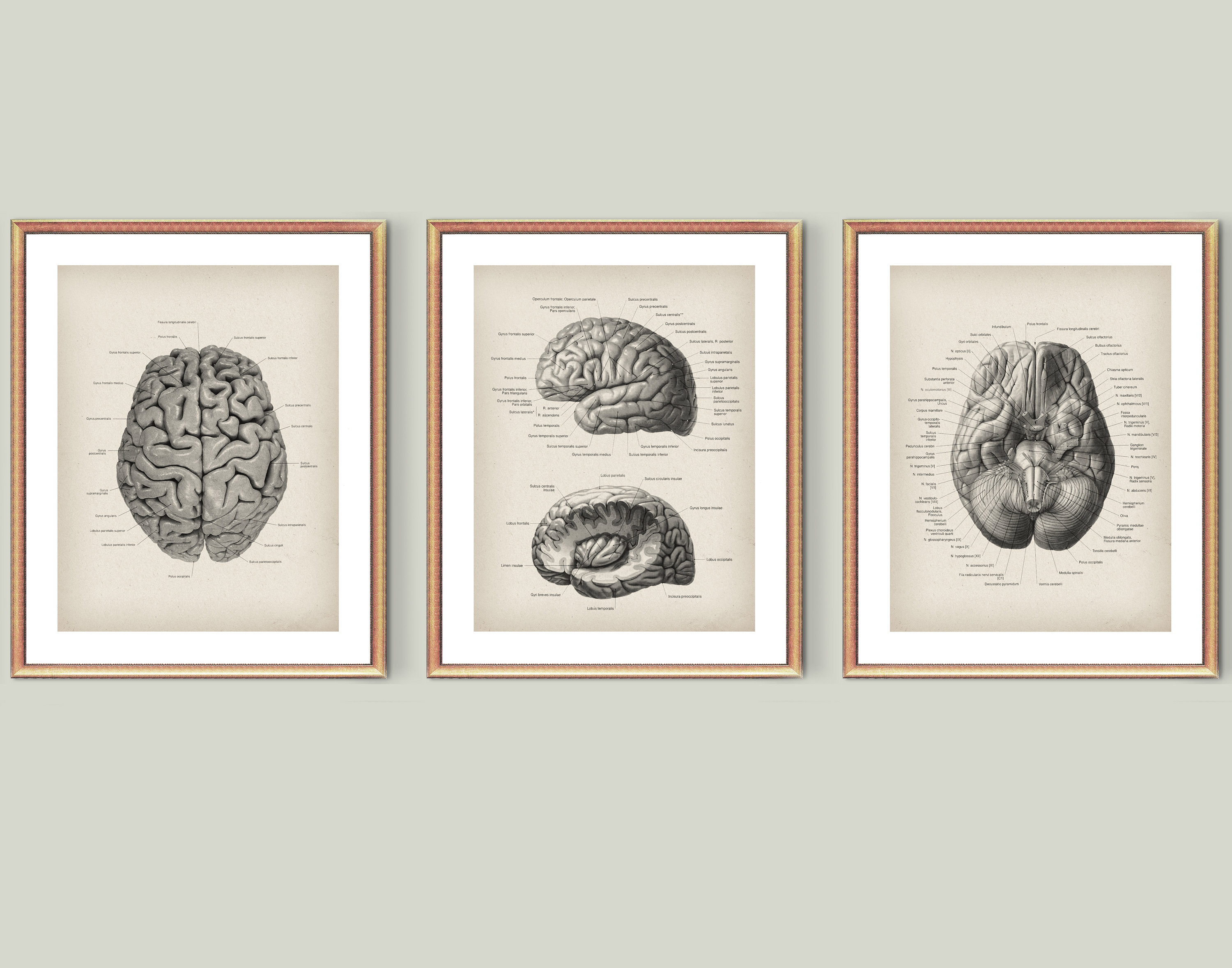 Human Anatomy Art Brain Poster Neurology Vintage Art Brain - Etsy UK