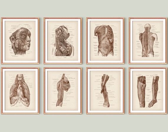 Peripheral Nervous System Poster Human Anatomy Prints Medical | Etsy