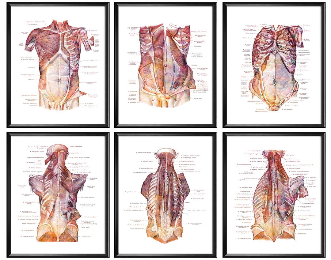 6 Torso Muscle Anatomy Posters Human Muscular System Diagram Physiology ...