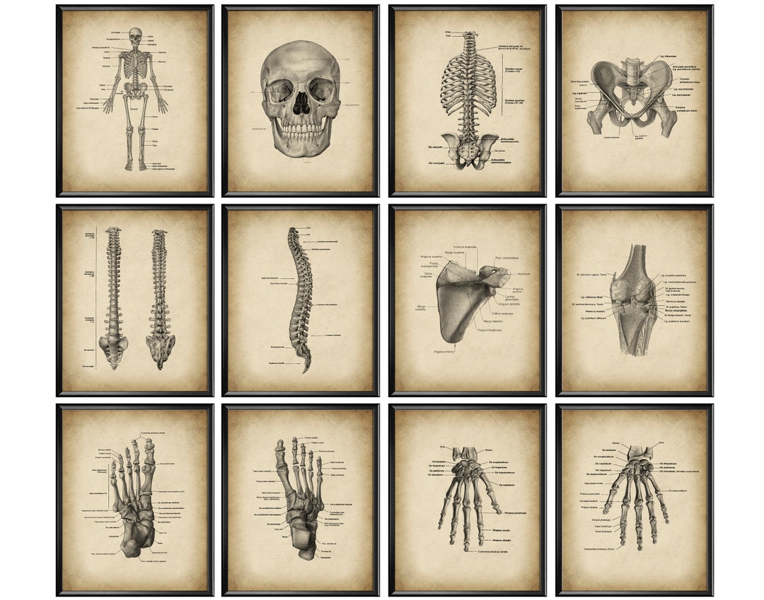 12 Skeleton Bones Poster Chiropractic Anatomy Art Skeletal System ...