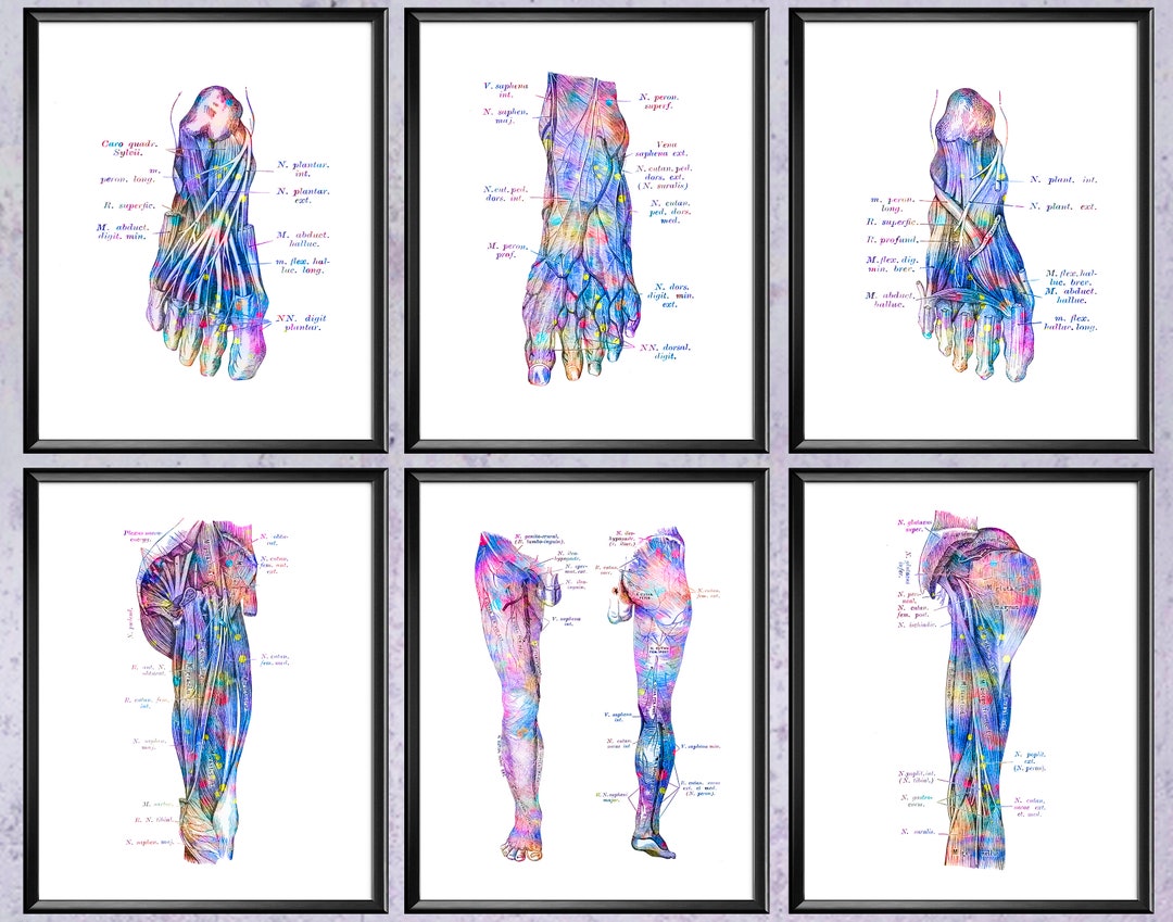 6 Anatomical Artwork, Foot Anatomy Poster, Podiatrist Gift, Foot ...