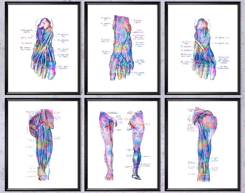 6 Anatomical Artwork Foot Anatomy Poster Podiatrist Gift - Etsy