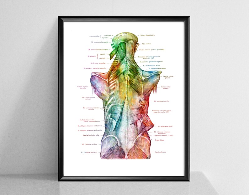 Human Muscular System Art, Watercolor Torso Art, Muscles and Ligaments ...