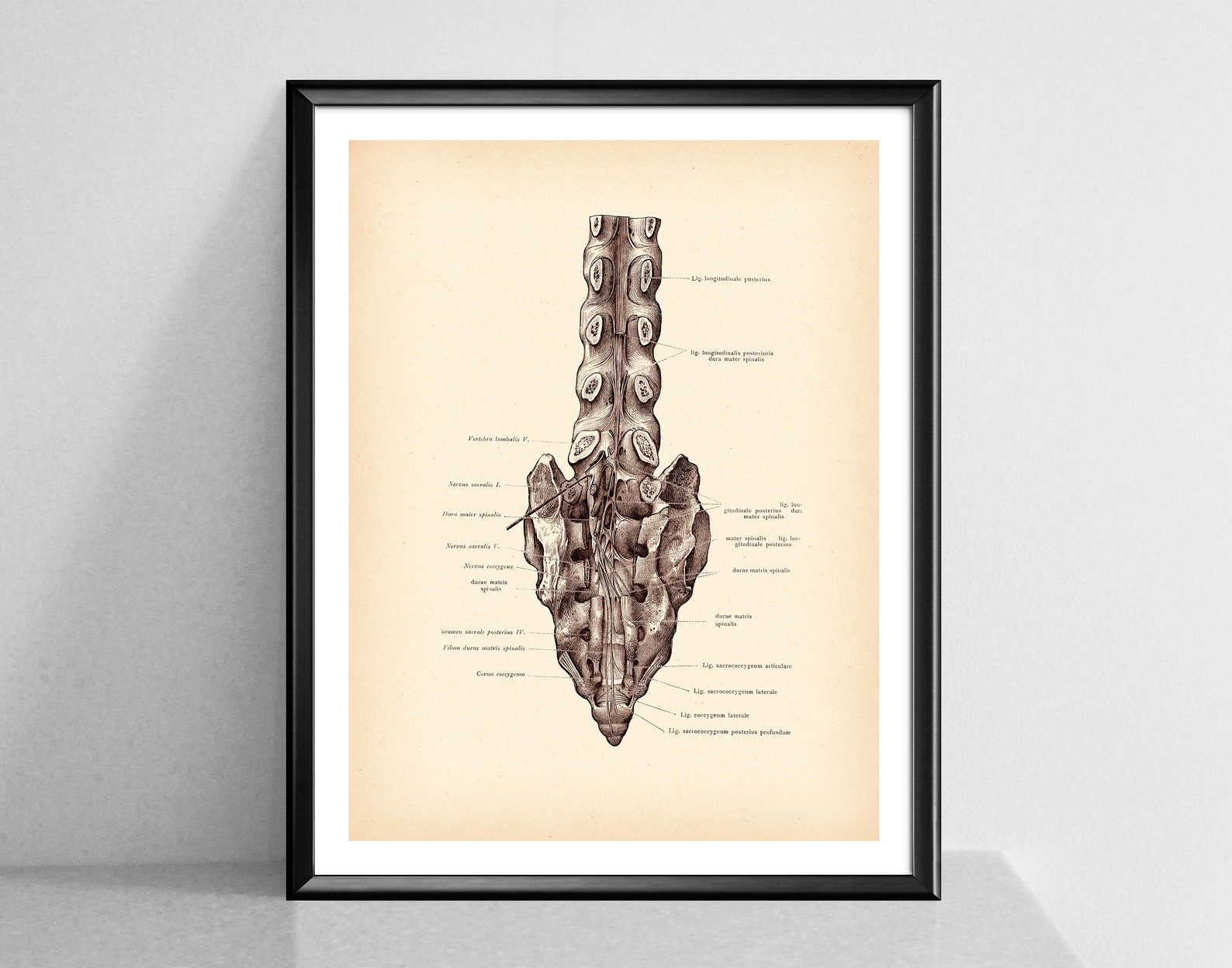 Spinal Anatomy Print Vertebral Column Vertebral Structure | Etsy