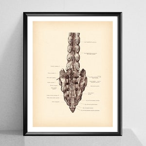 Spinal Anatomy Print, Vertebral Column, Vertebral Structure Vintage ...