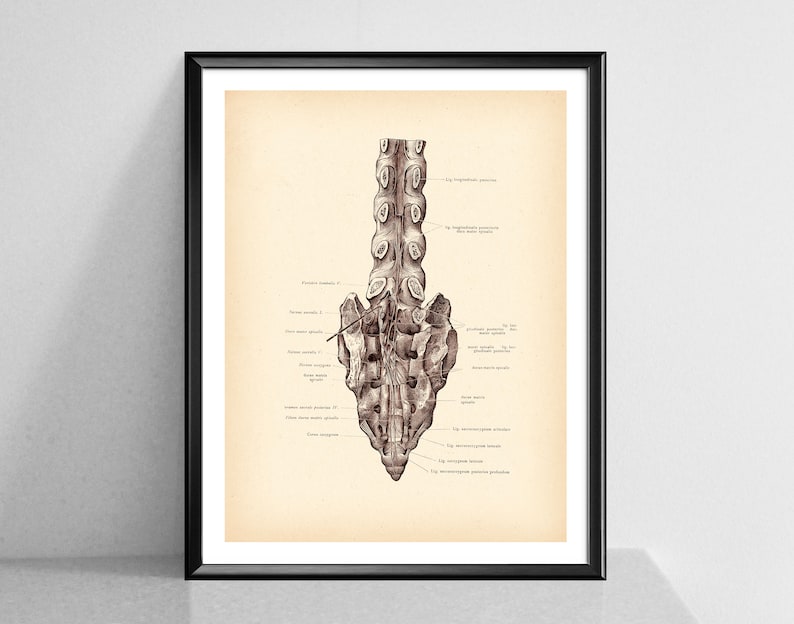 Spinal Anatomy Print Vertebral Column Vertebral Structure | Etsy