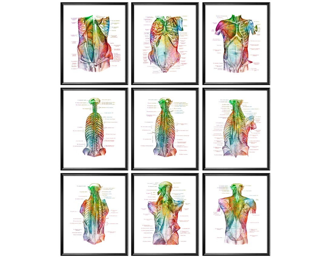 9 Human Torso Anatomy Art, Muscular System, Physiology Art, Medical ...