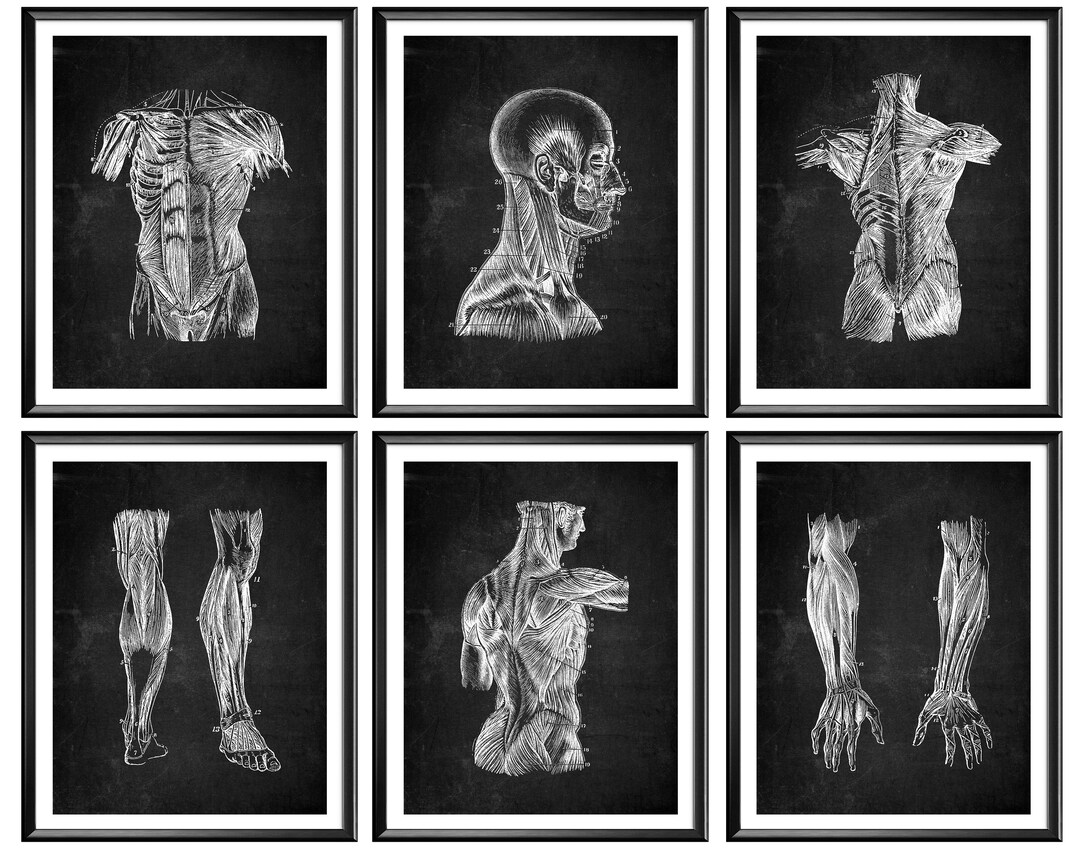 6 Human Anatomy Art Physiology Poster Chalkboard Art Medical Art ...