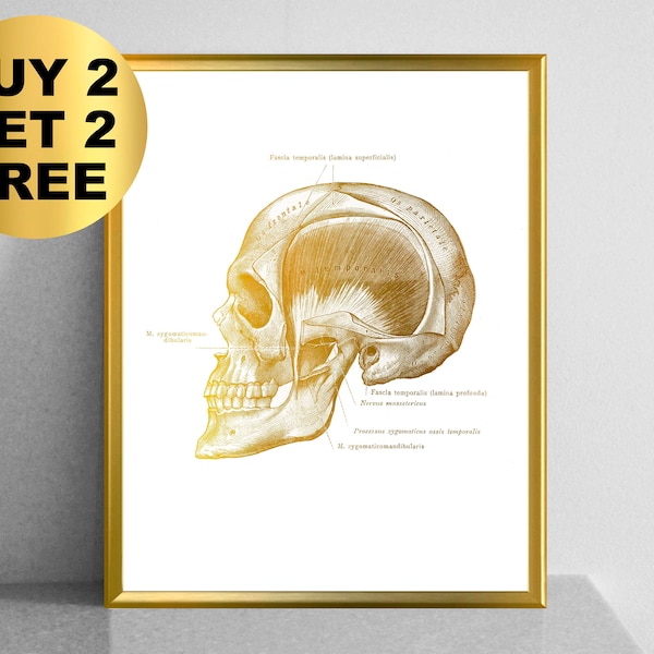 Anatomical Skull - Etsy
