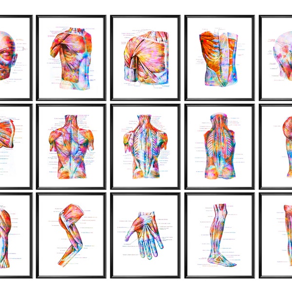 Skeletal Anatomy Chart Poster - Etsy