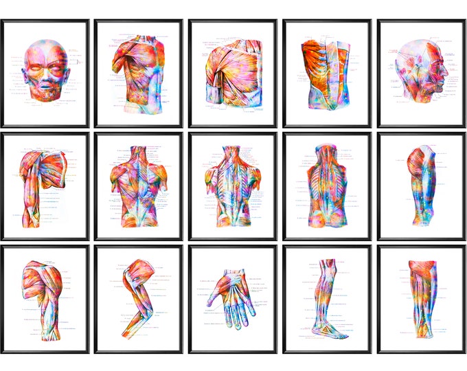 Muscular System Watercolor Print - Body System Watercolor Print ...