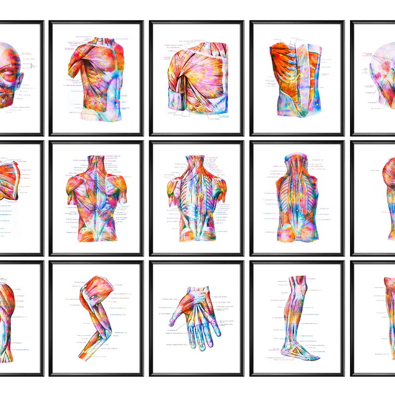 Muscle Anatomy - Etsy