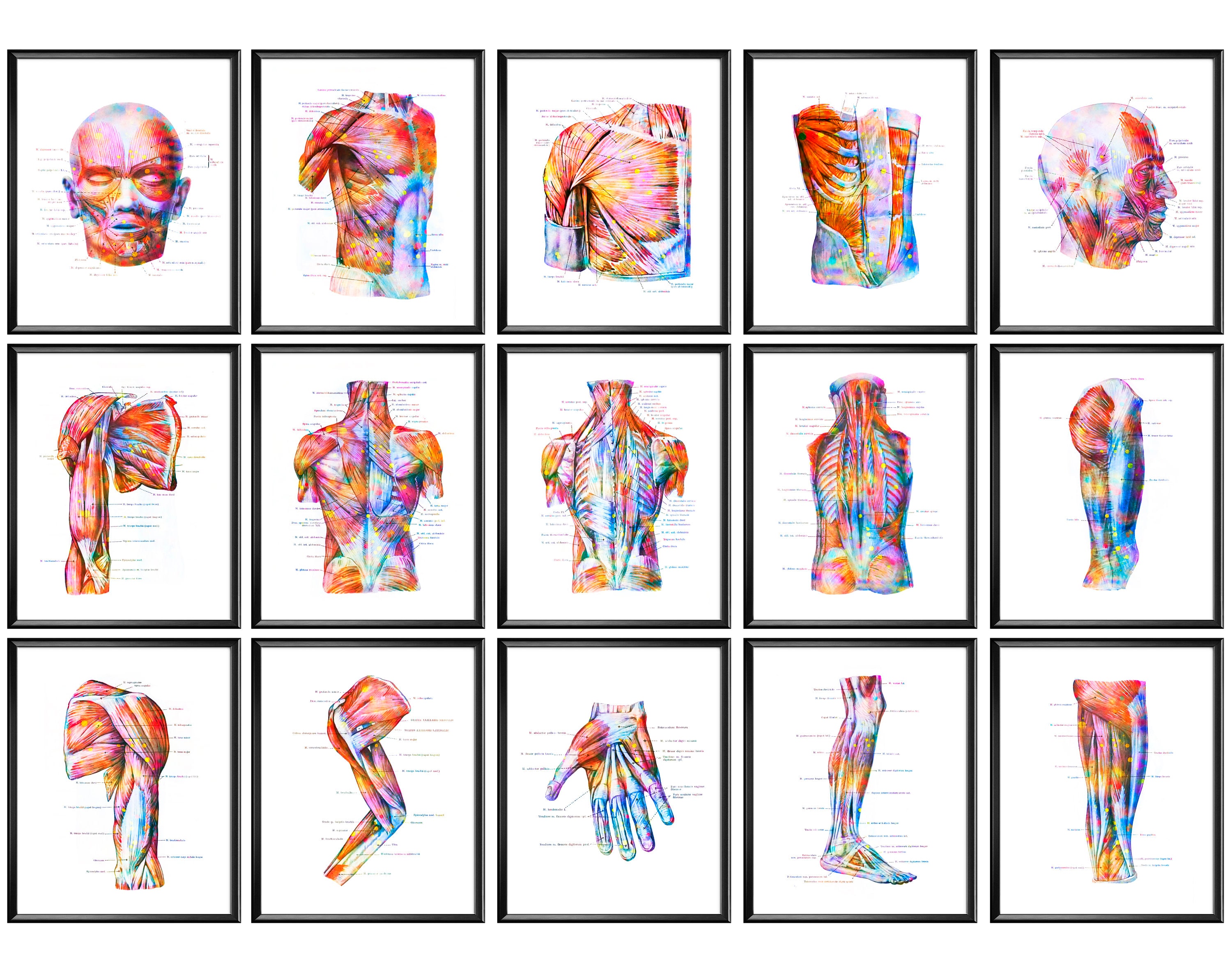 15 Skeletal Muscles Anatomy Posters Physical Therapy Art ...