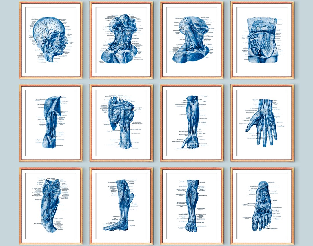 12 Anatomical Body Structure Posters Medical Art Muscular System ...