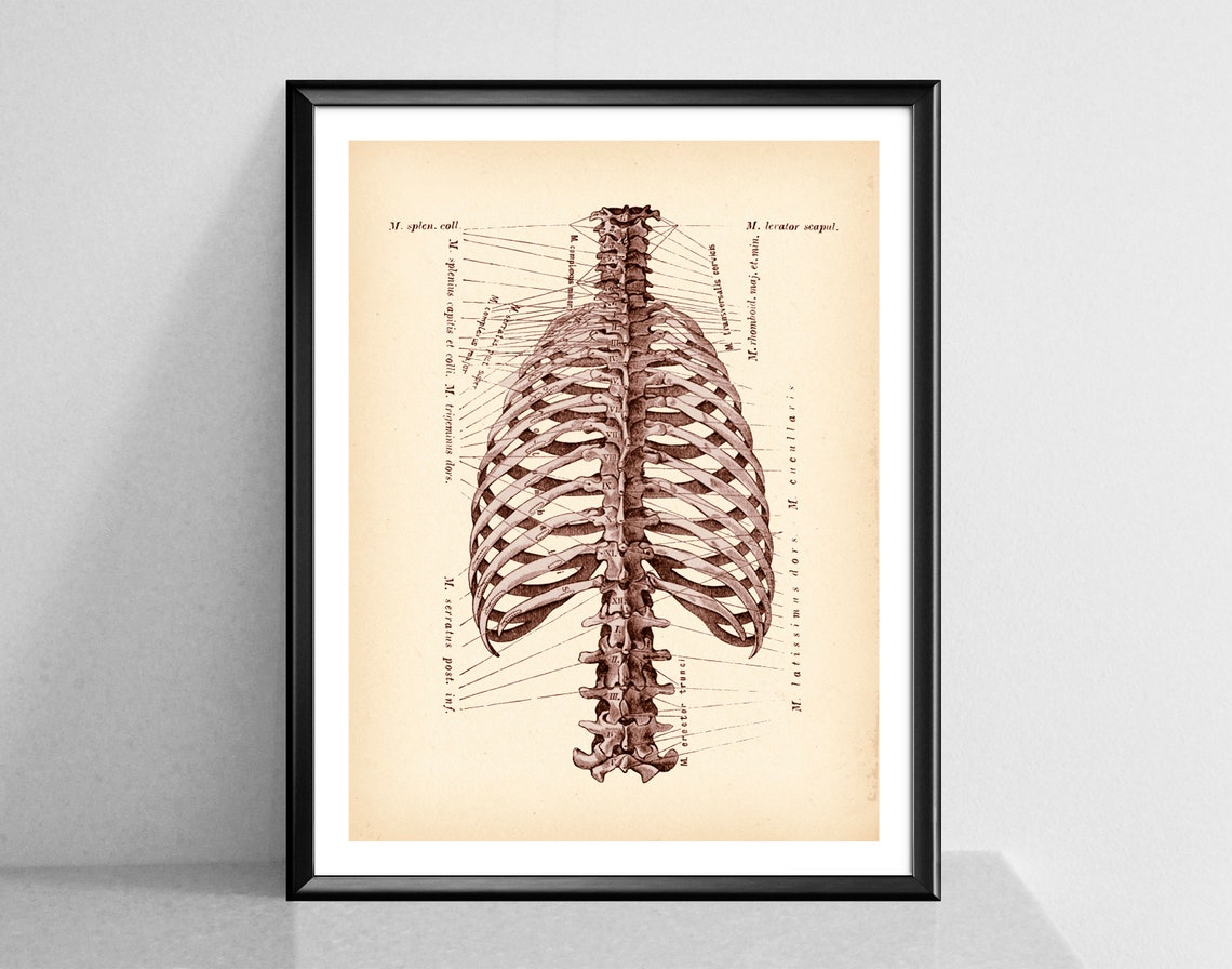 Rib Cage Art Antique Anatomy Poster Medical Art Skeleton - Etsy