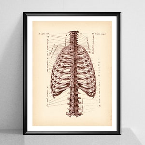 Rib Cage Art, Antique Anatomy Poster, Medical Art, Skeleton Structure ...