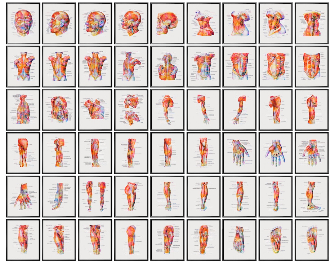 54 Muscular System Anatomy Posters Labeled Muscles Print Medical ...