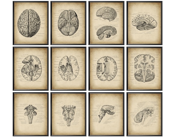 12 Medical Neurology Posters Vintage Neuroscience Art Human | Etsy
