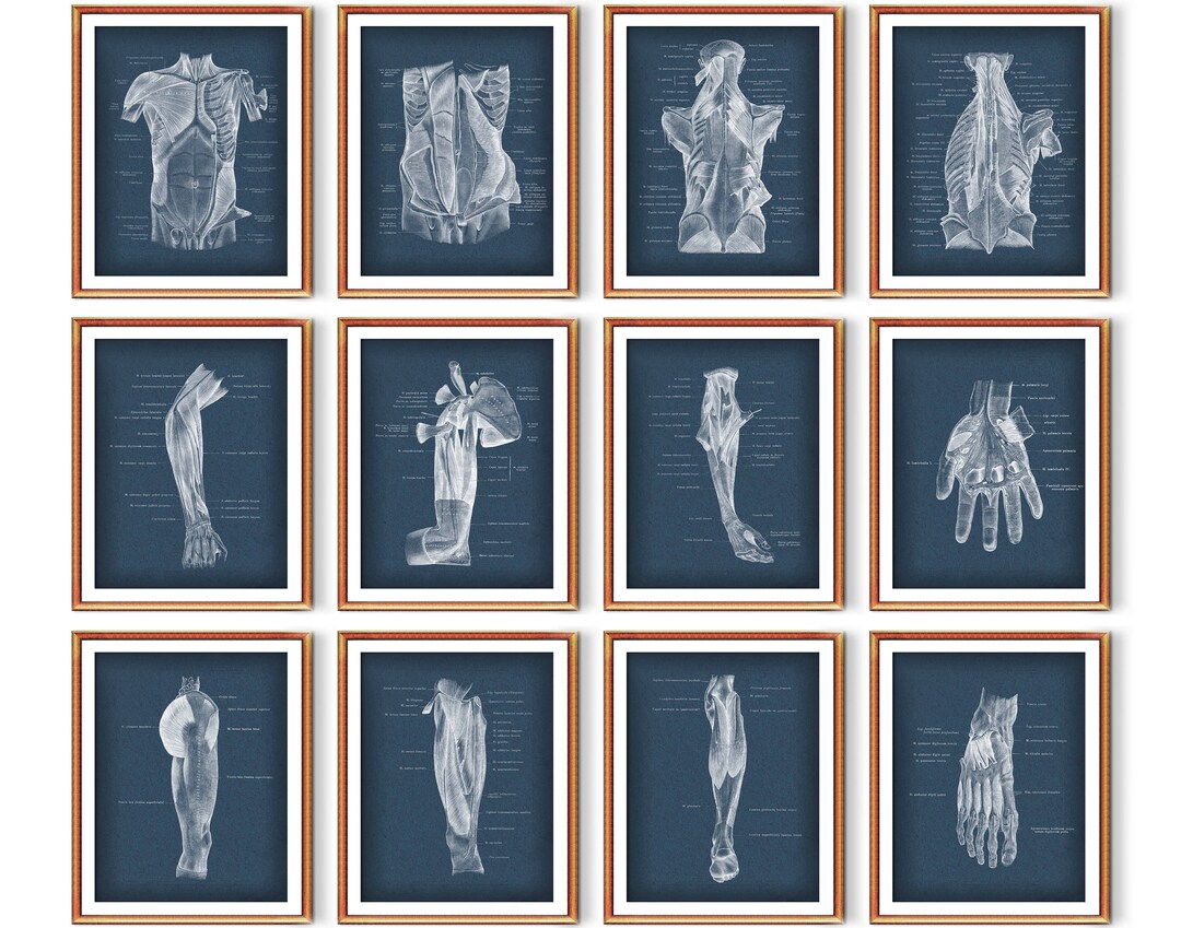 12 Human Anatomy Posters Labeled Muscular System Diagram Medical Art ...
