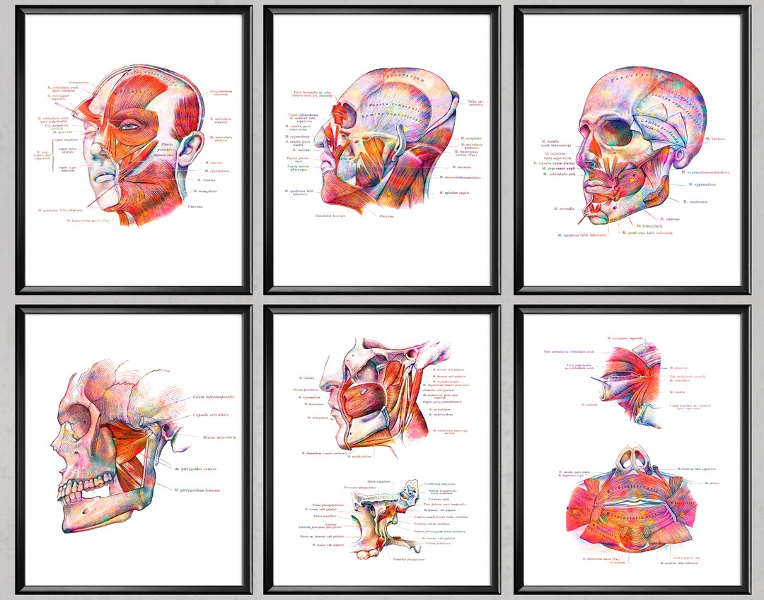 Human Face Muscles Structure Art Posters Facial Muscles Diagram ...