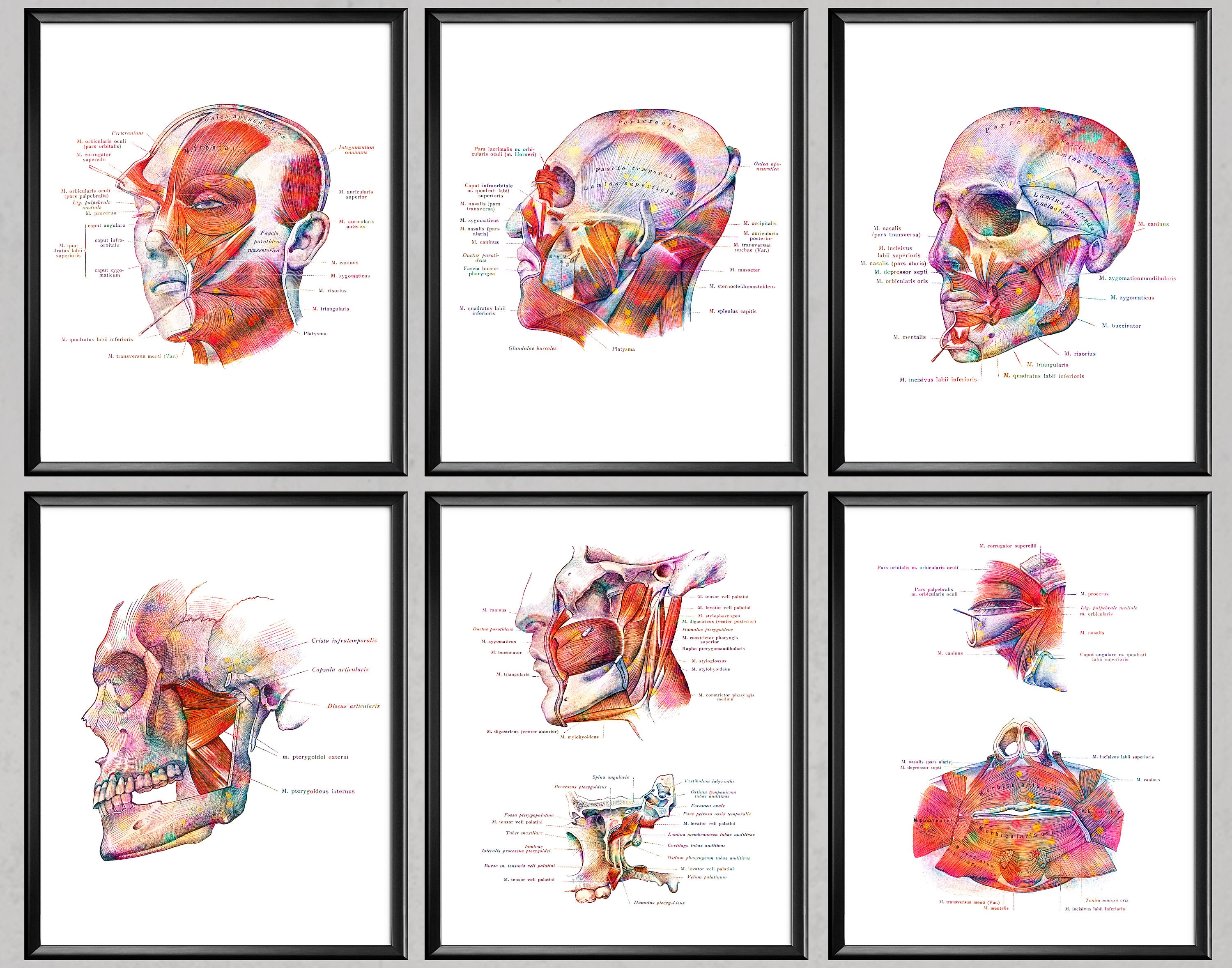 Human Face Muscles Structure Art Posters Facial Muscles - Etsy UK