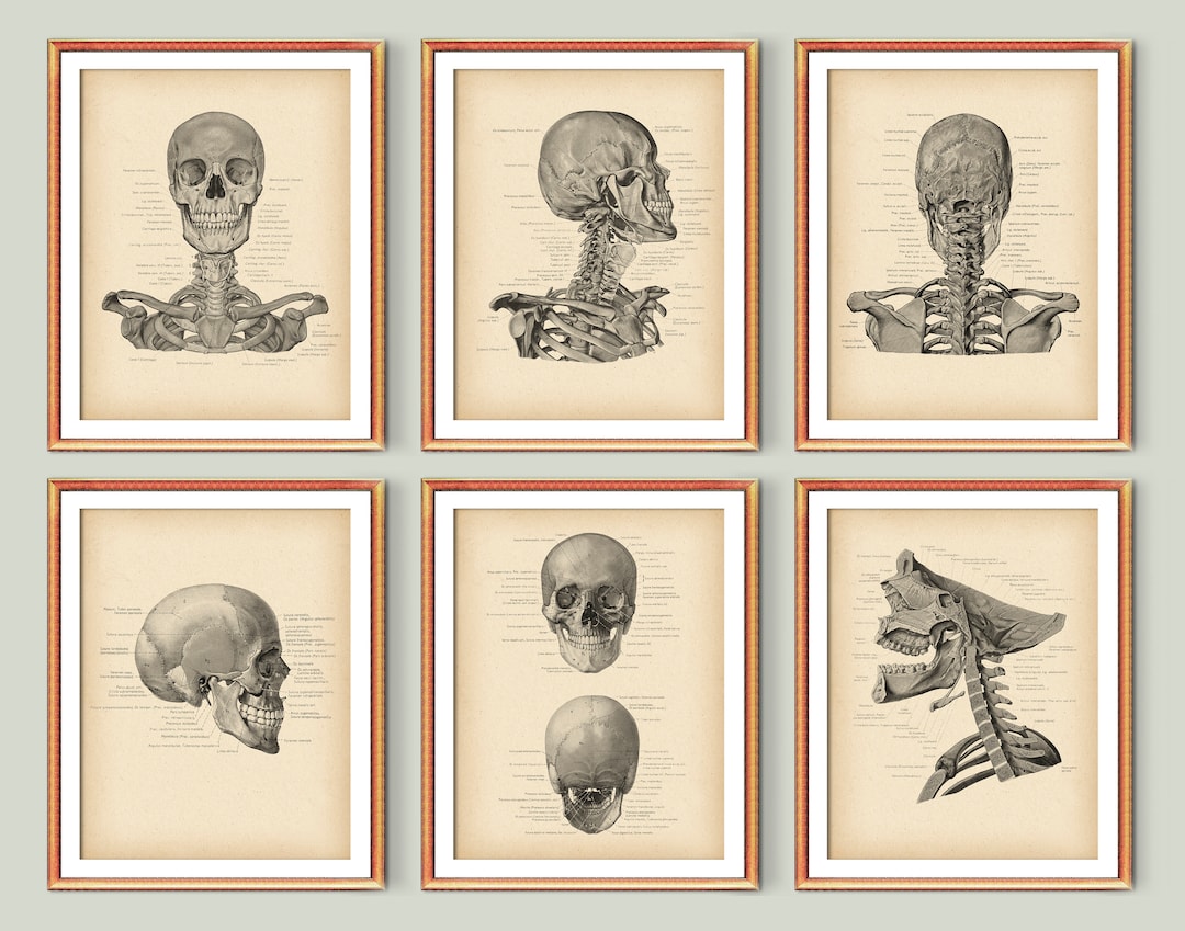 Chiropractic Anatomy Vintage Art Posters Human Skeleton Anatomy Diagram ...