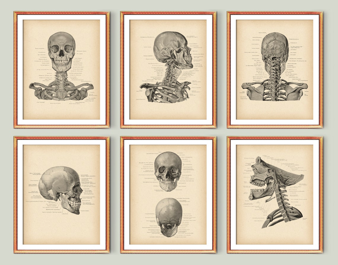 Chiropractic Anatomy Vintage Art Posters Human Skeleton - Etsy