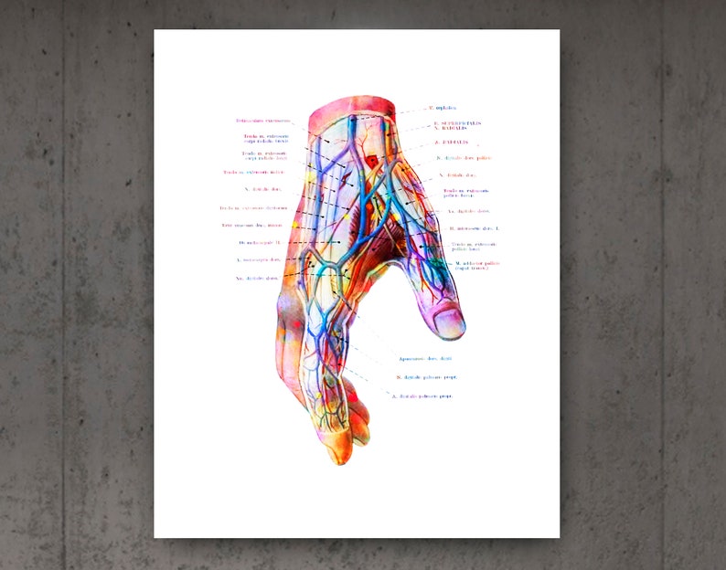 Hand Anatomy Print Set of 6 Wrist Muscles and Ligaments Print ...