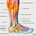 Foot Muscles Anatomy Print Set of 6 Surgical Art Medical Poster ...