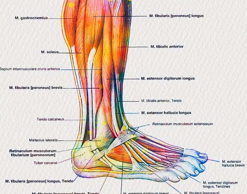 Foot Muscles Anatomy Print Set of 6 Surgical Art Medical Poster ...