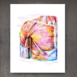 Human Muscular System Anatomy Posters Muscles Structure Print ...