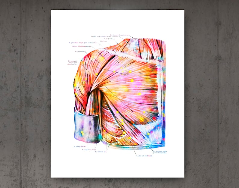 Set 24 Watercolor Anatomy Poster Muscular System Educational Art ...