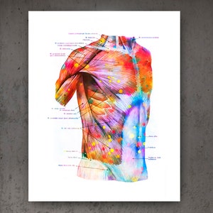 6 Torso Muscles Anatomy Poster Muscular System Watercolor Art Medical ...