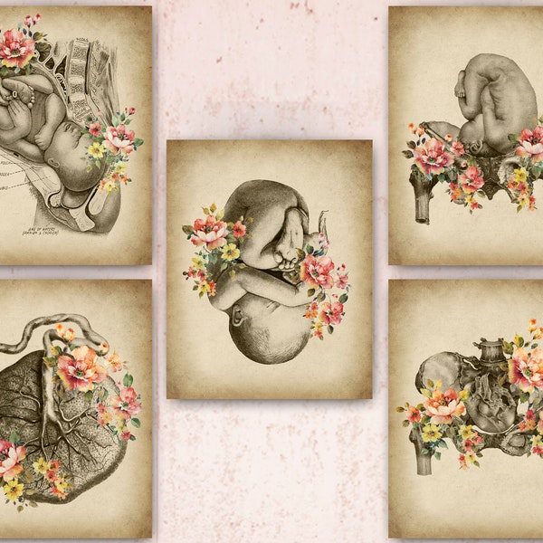 Midwifery Anatomy Posters - Etsy UK