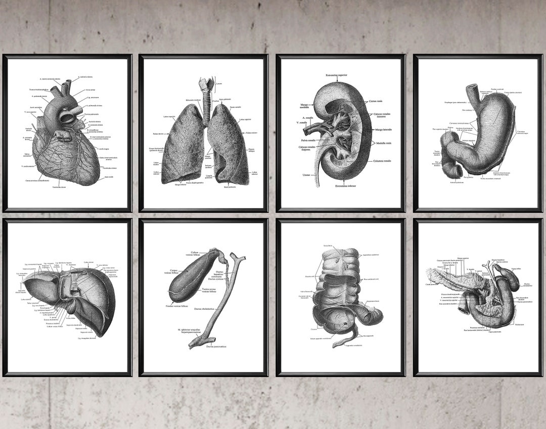 8 Posters of Organs Anatomy Education Art Medical Decor - Etsy UK