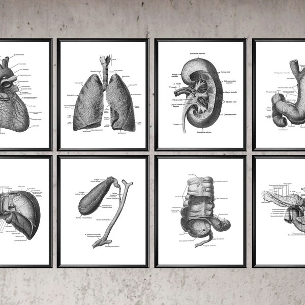Anatomy Art of the Organs - Etsy