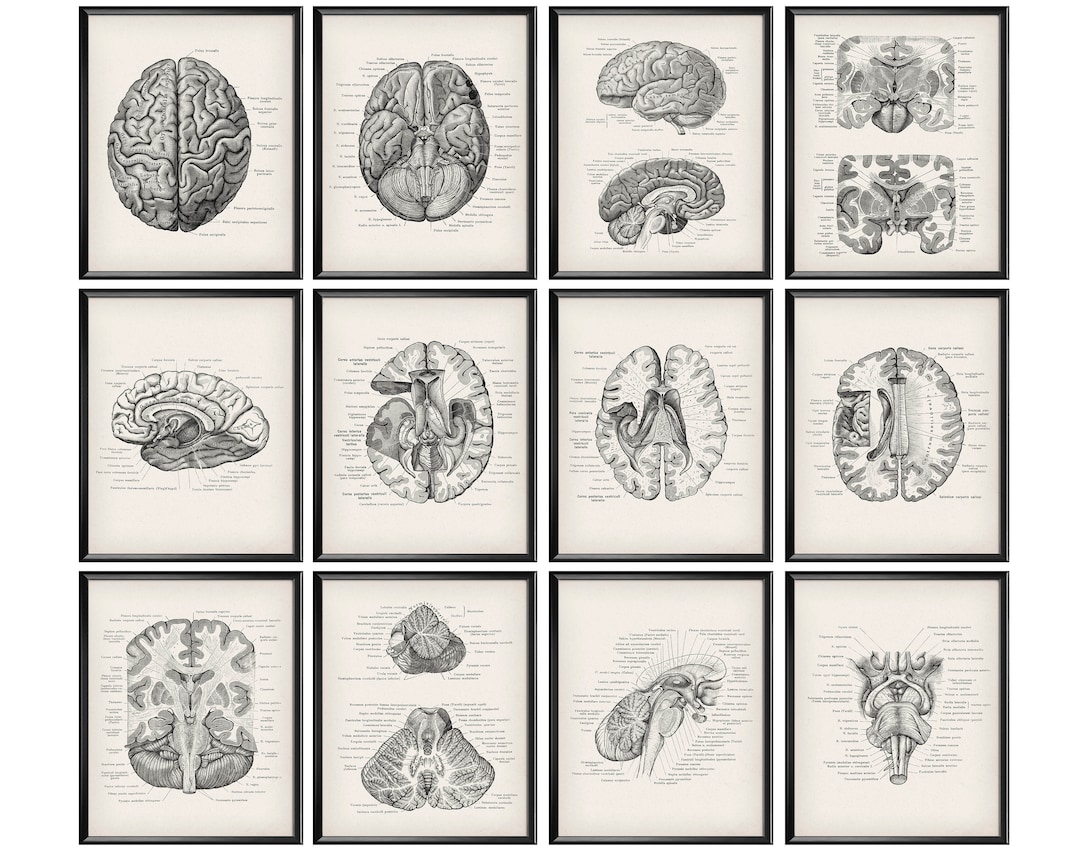 12 Neurology Posters Brain Anatomy Art Labeled Brain Cross Section ...