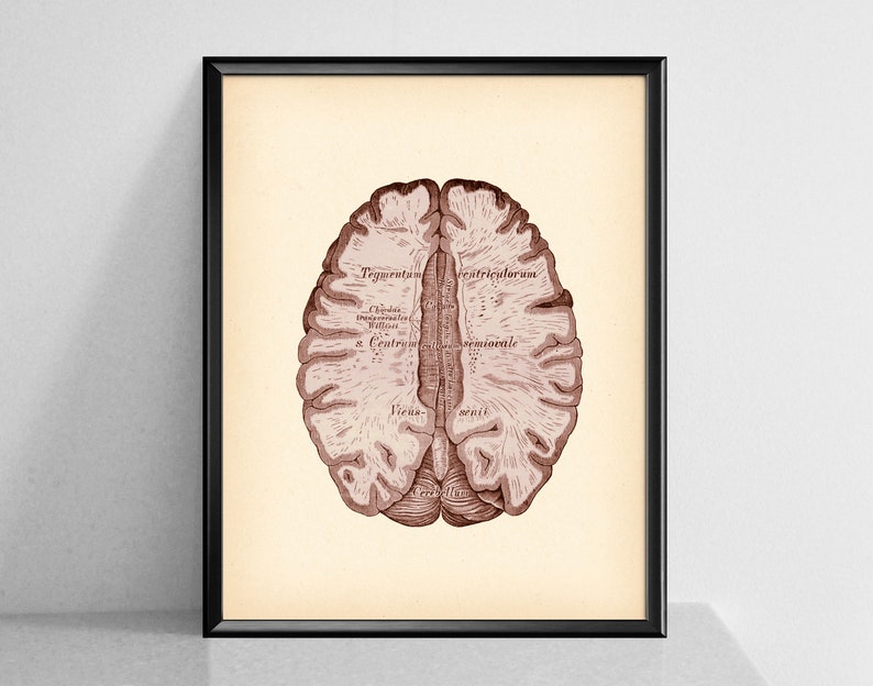 Antique Neurology Art Human Brain Anatomy Medical Art - Etsy