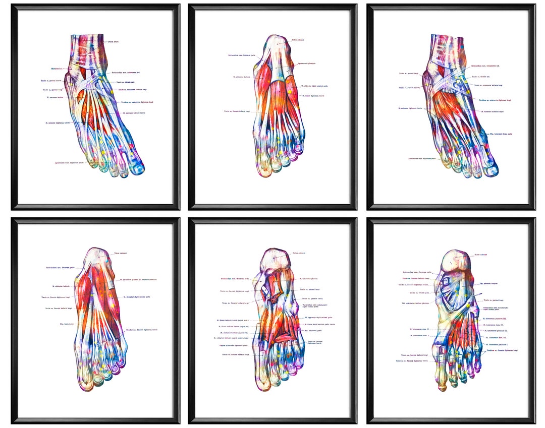 Set 6 Foot Anatomy Posters Foot Muscles Diagram Medical Art Orthopedic ...