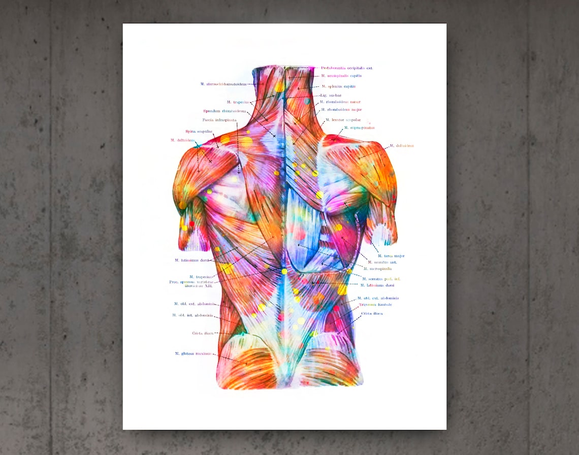 Watercolor Anatomy Art Muscular System Posters Muscles Print Anatomical ...