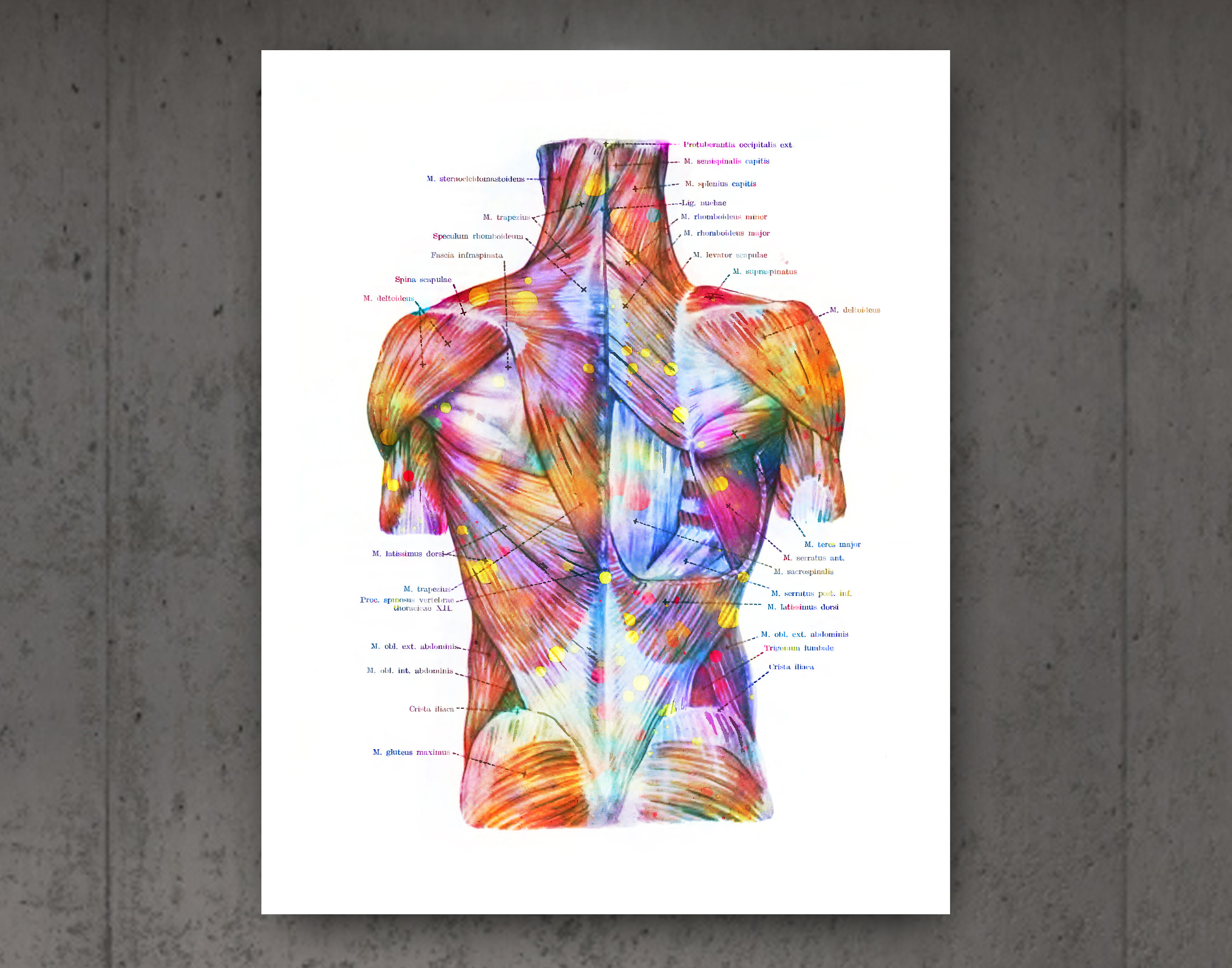 12 Muscular System Anatomy Posters Muscles Structure Print Medical Art ...