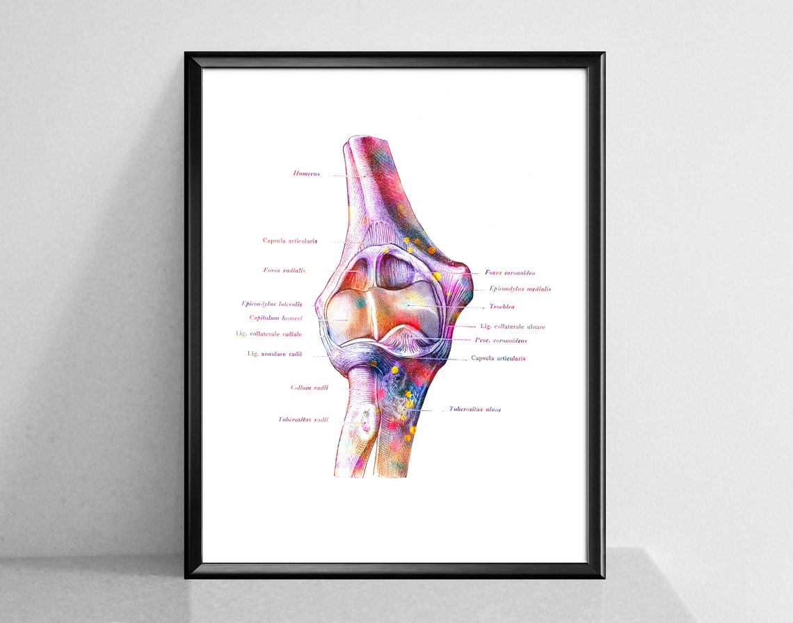 Shoulder Human Anatomy Posters Elbow Joint Art Scapula Bone Print ...
